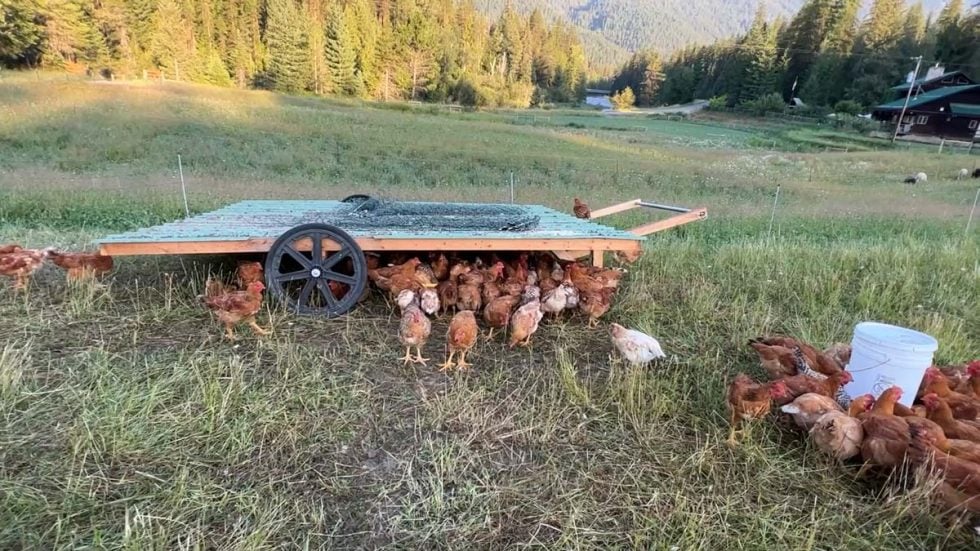 Tips for Butchering Meat — Homesteading Family