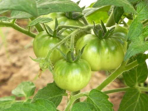 How To Ripen Green Tomatoes — Homesteading Family