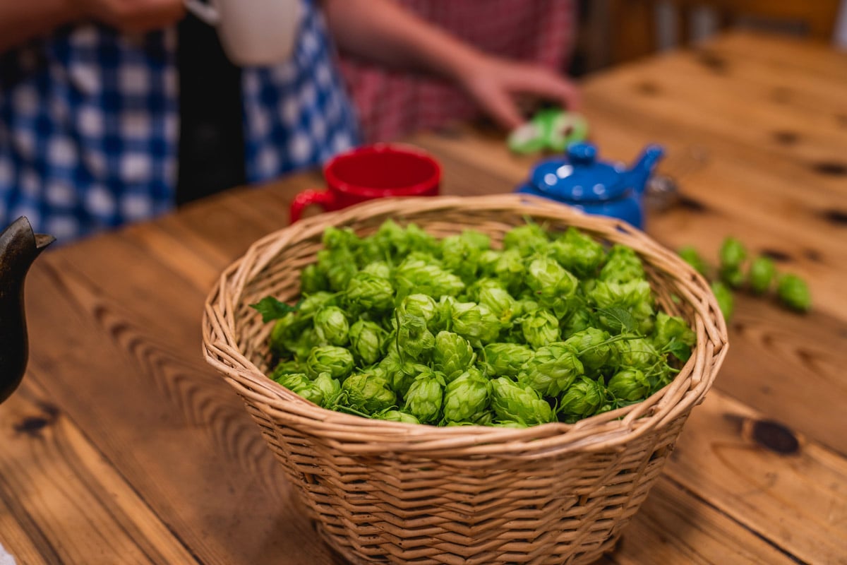 Hop Tea + Medicinal Benefits of Hops — Homesteading Family