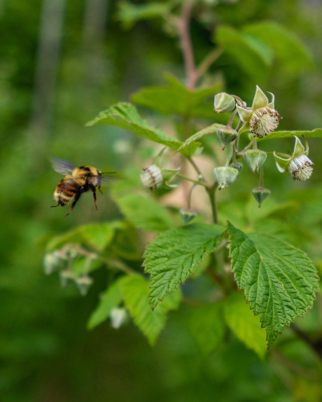 How to Attract Pollinators — Homesteading Family