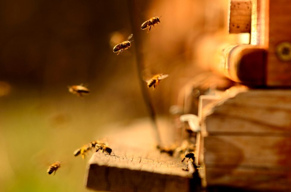 What You Need to Know About Keeping Bees — Homesteading Family