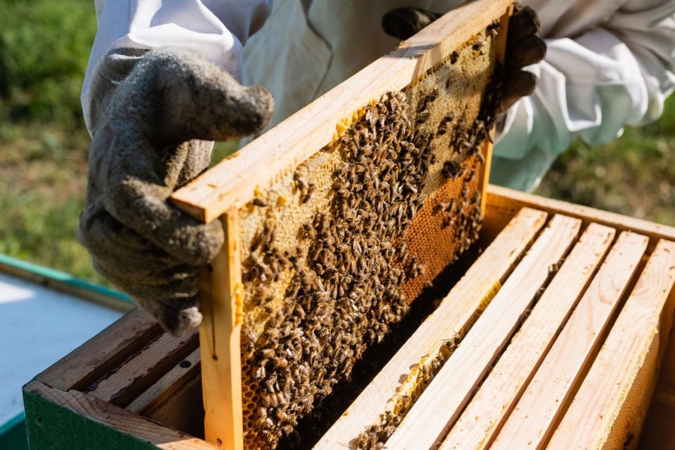 What You Need to Know About Keeping Bees — Homesteading Family