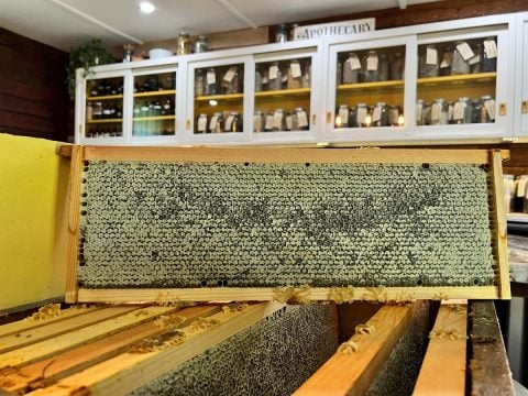 What You Need to Know About Keeping Bees — Homesteading Family