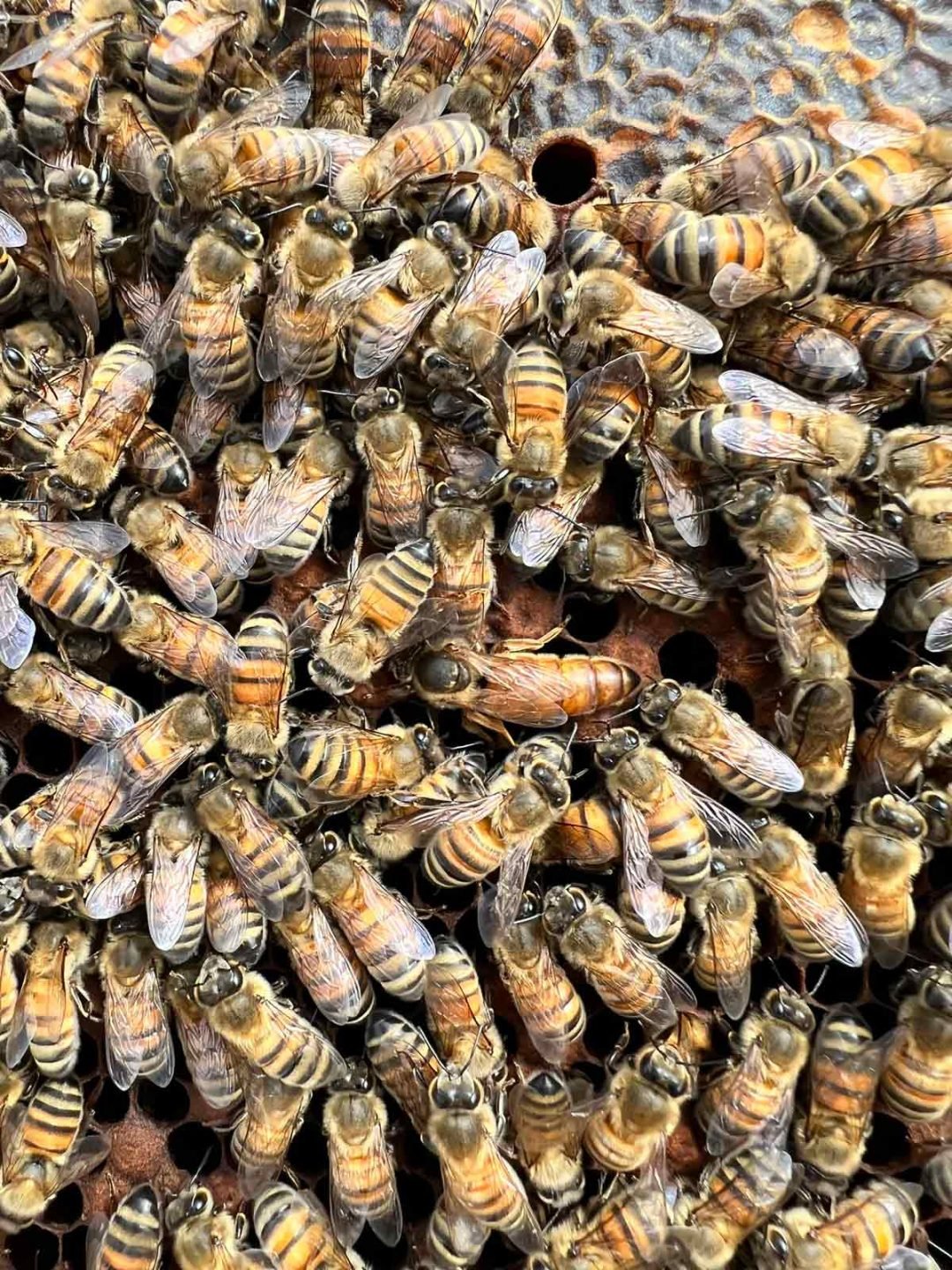 What You Need to Know About Keeping Bees — Homesteading Family