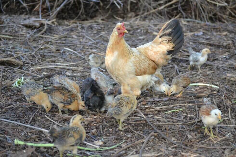 Deep Litter Method for Backyard Chickens (With or Without a Coop ...