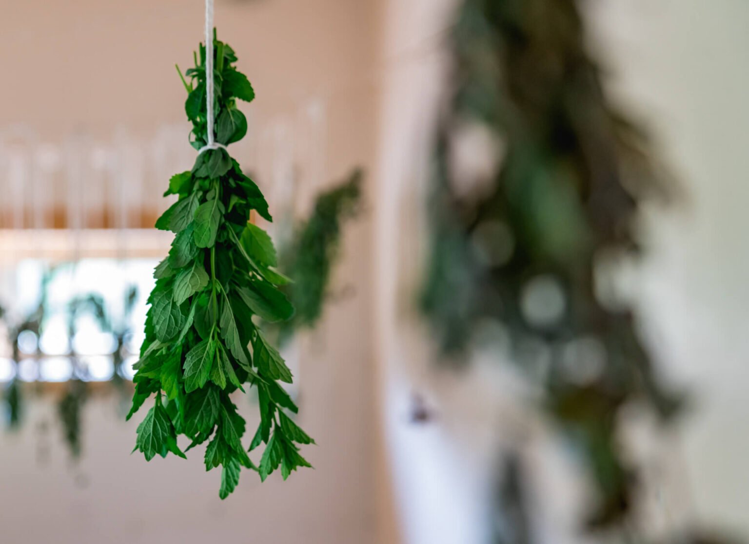 How to Grow Peppermint Plant (Plant, Harvest, Preserve) — Homesteading ...