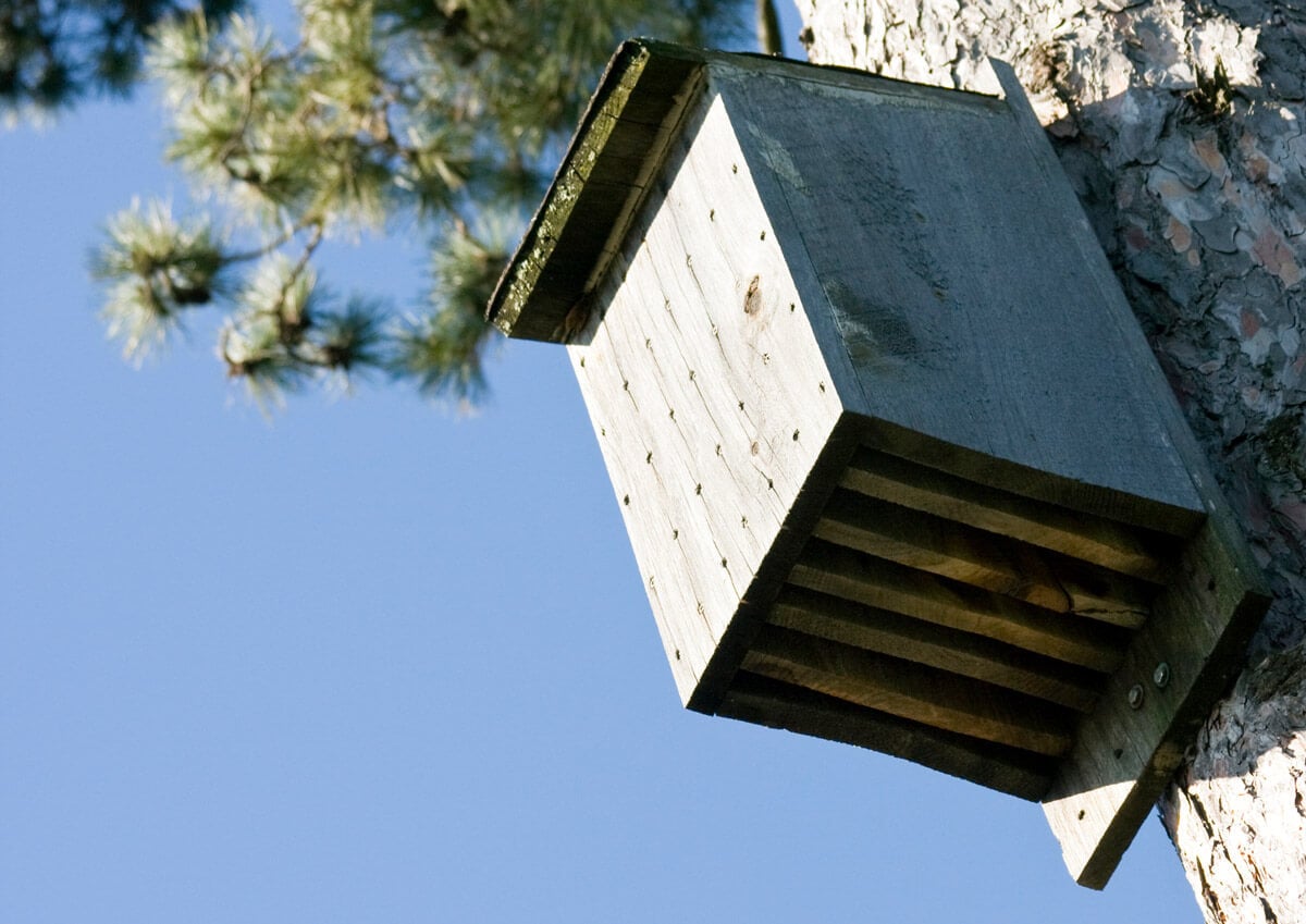 How to Attract Pollinators — Homesteading Family