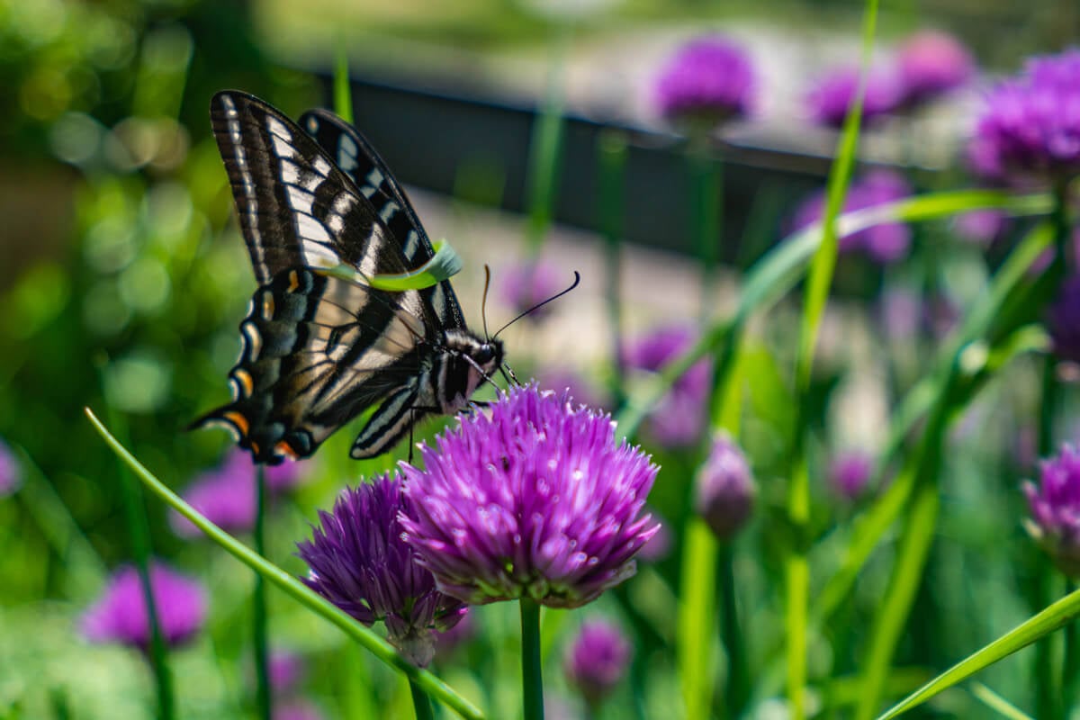Growing Hops (+ Medicinal Benefits of Hops Plants) — Homesteading Family