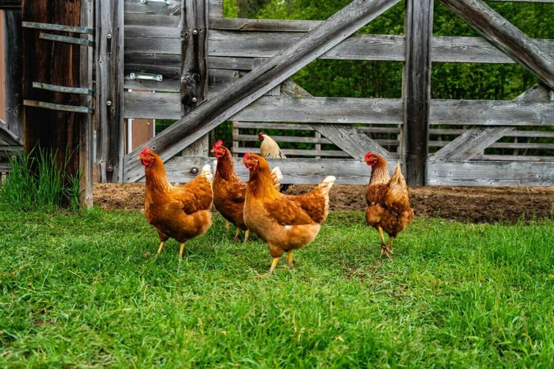 What to Feed Chickens (Without Chicken Feed) — Homesteading Family