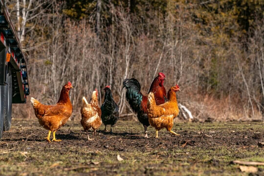 What to Feed Chickens (Without Chicken Feed) — Homesteading Family
