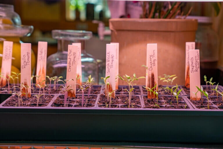 When to Pot Up Seedlings — Homesteading Family