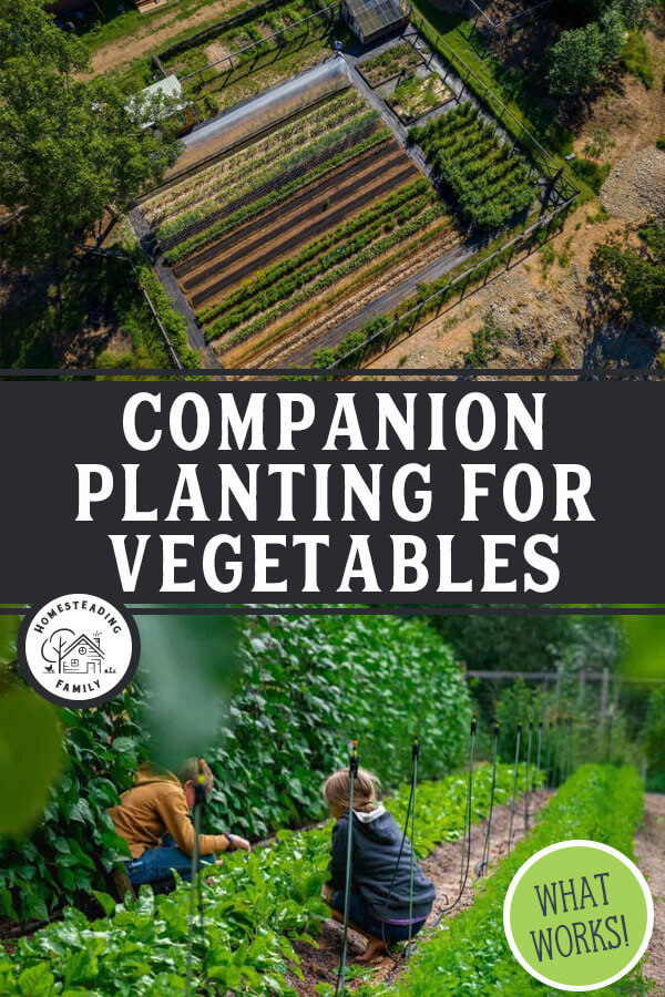 Companion Planting in the Vegetable Garden — Homesteading Family