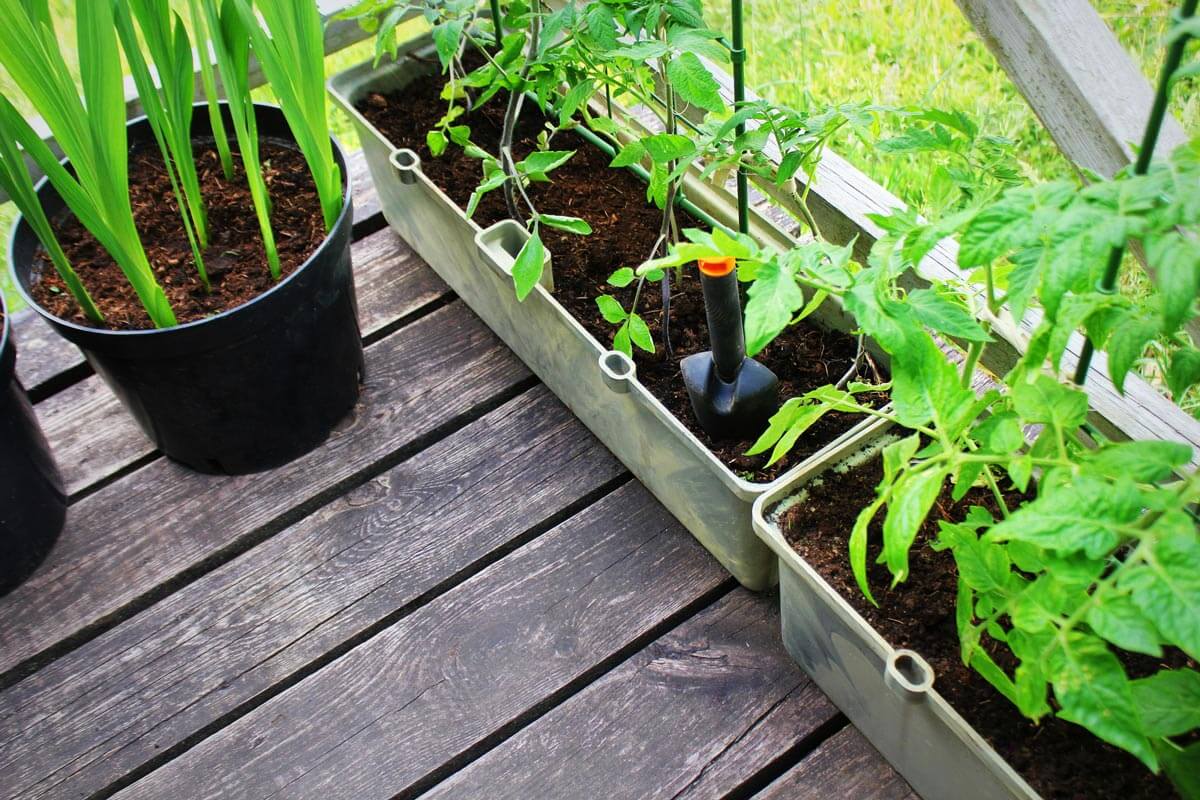 The Benefits of Container Gardening — Homesteading Family