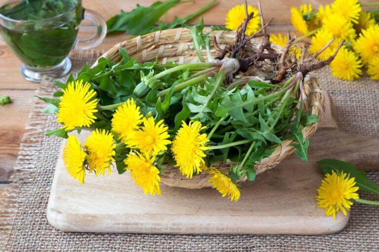 Dandelion Uses for the Homestead — Homesteading Family