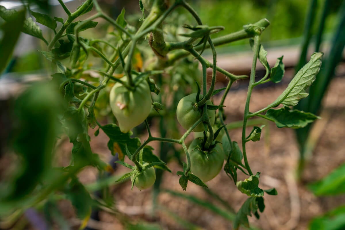 Tomato String Trellis: Growing Tomatoes Vertically — Homesteading Family