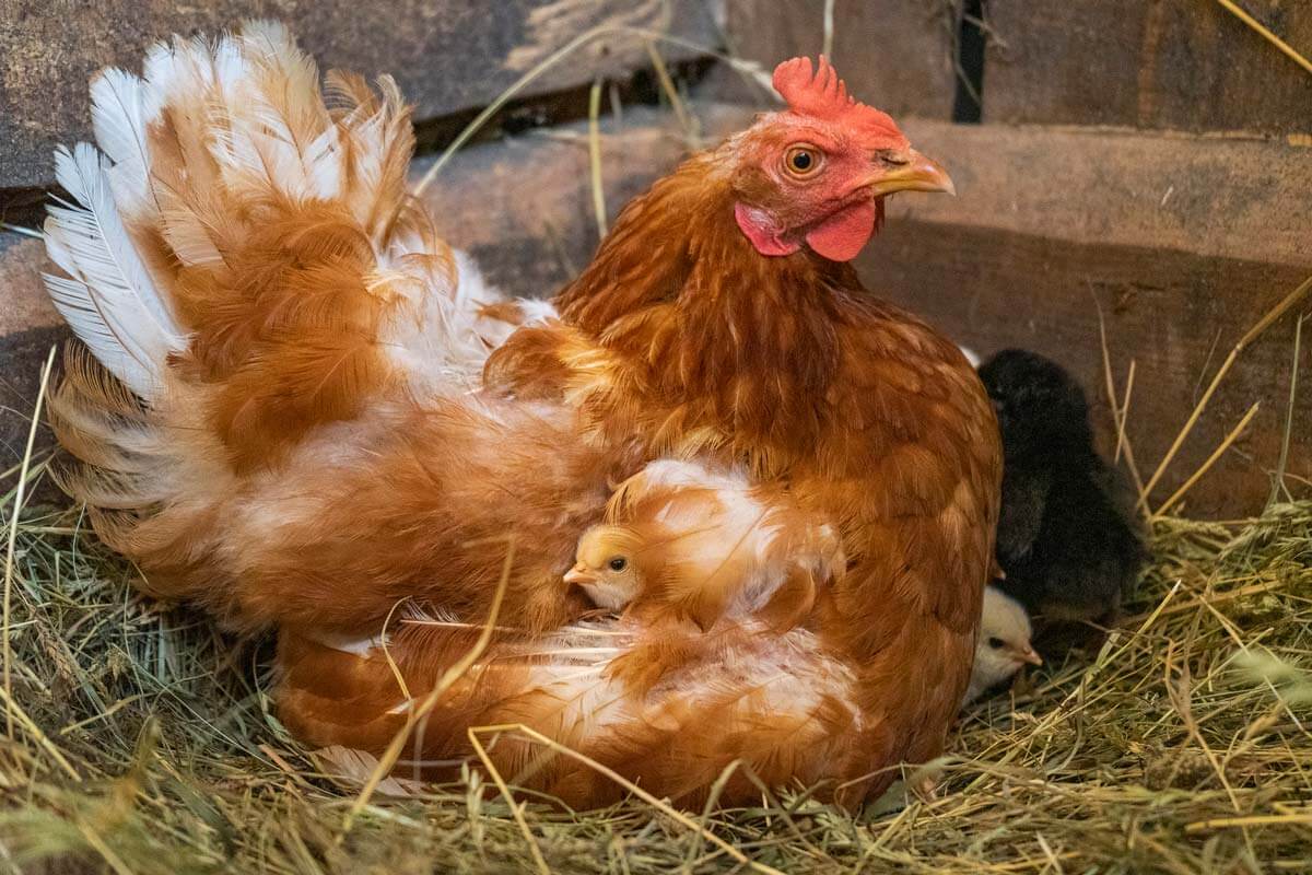 Broody Hen Management — Homesteading Family