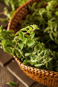 Growing Oregano — Homesteading Family