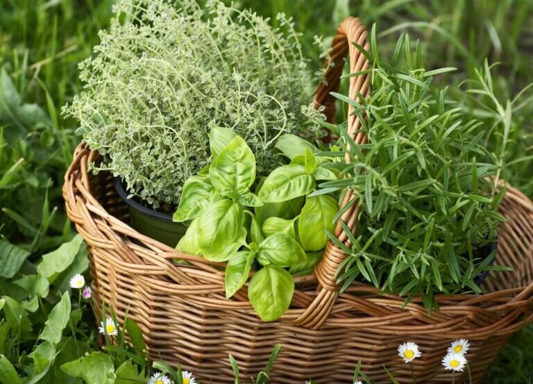 Growing a Tulsi Plant: Holy Basil (Plant, Harvest, Preserve ...
