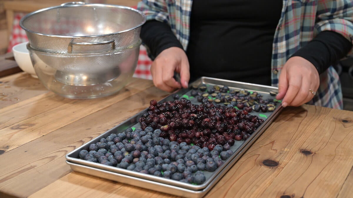 Freeze Drying Berries (Easy Snack + Stores for Years) — Homesteading Family