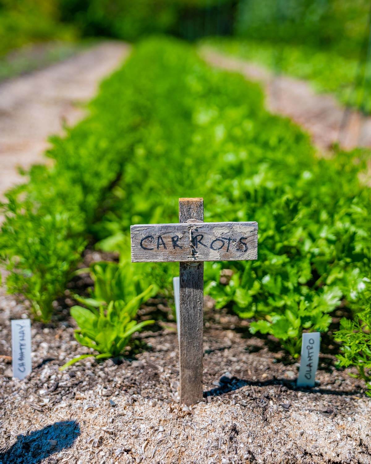 How to Grow Cilantro — Homesteading Family