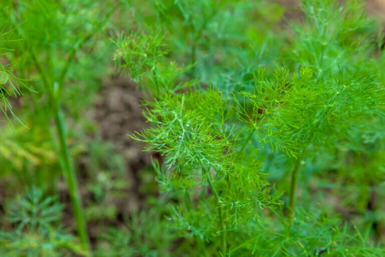 Growing Dill — Homesteading Family