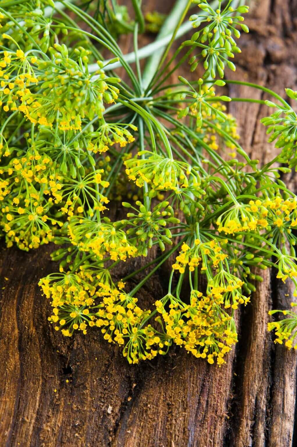 Growing Dill — Homesteading Family