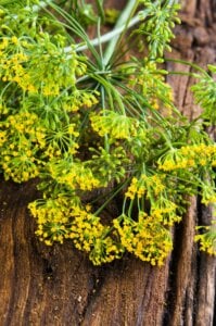 Growing Dill — Homesteading Family