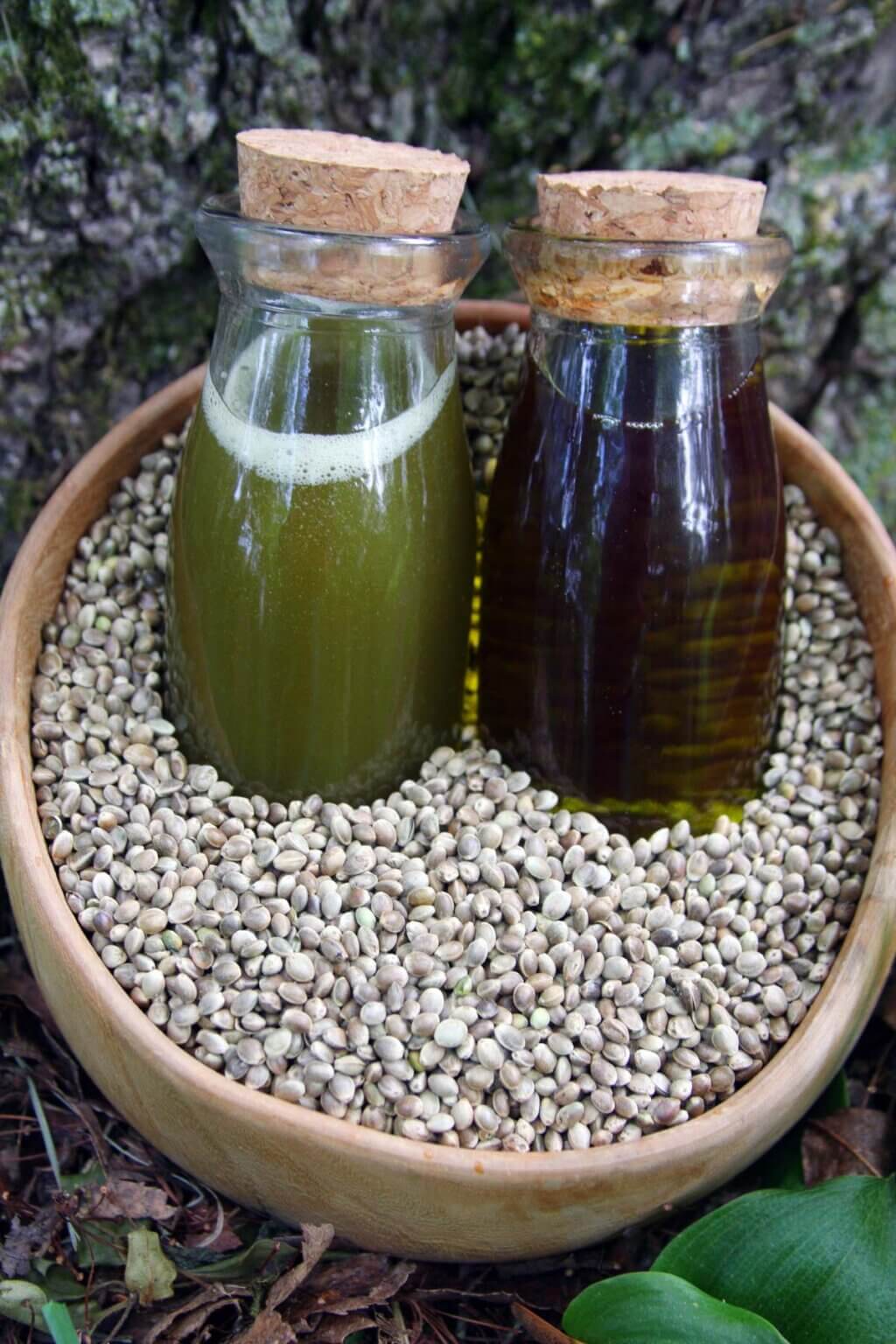 Growing & Pressing Your Own Seed Oil — Homesteading Family