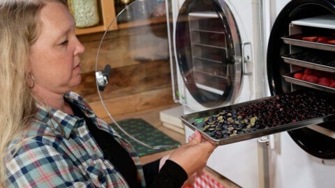 Freeze Drying Berries (Easy Snack + Stores for Years) — Homesteading Family