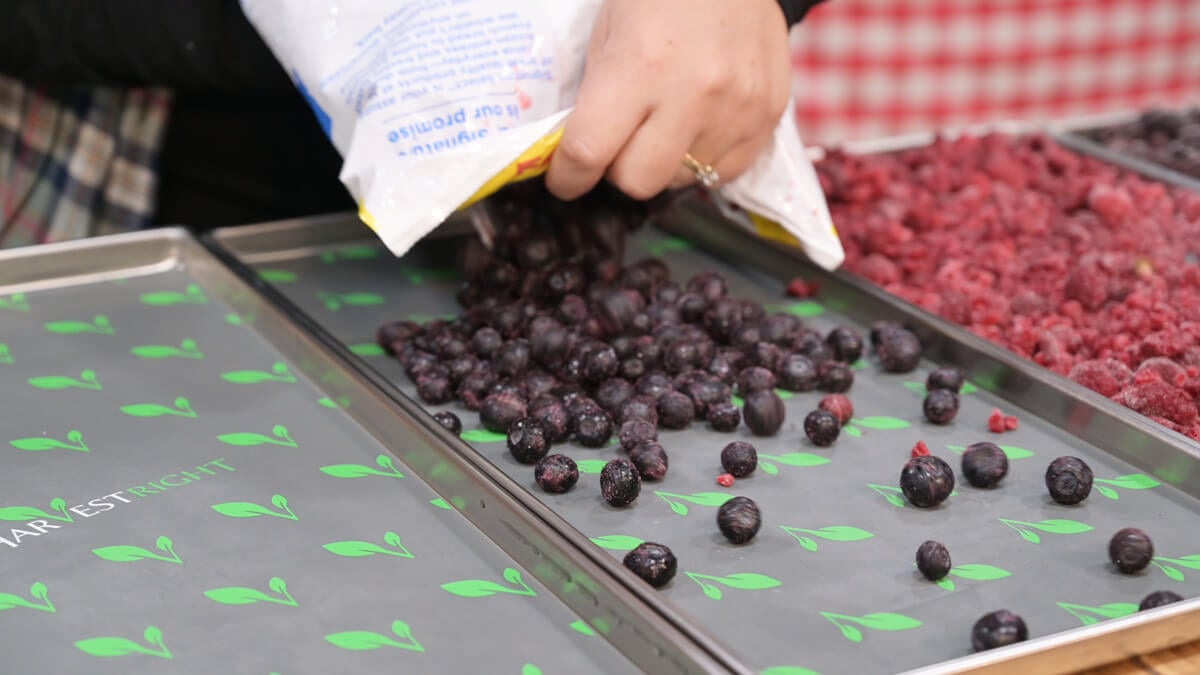 Freeze Drying Berries (Easy Snack + Stores for Years) — Homesteading Family