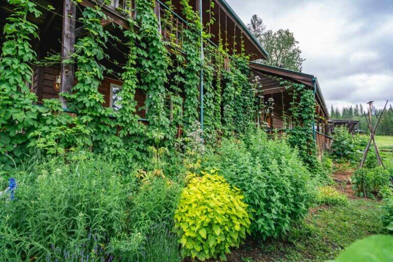 Growing Hops (+ Medicinal Benefits of Hops Plants) — Homesteading Family