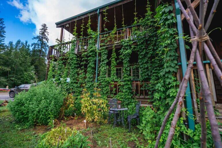 Growing Hops (+ Medicinal Benefits of Hops Plants) — Homesteading Family