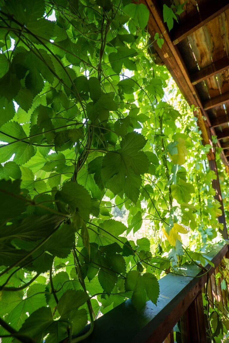 Growing Hops (+ Medicinal Benefits of Hops Plants) — Homesteading Family