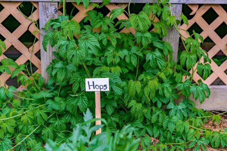 Growing Hops (+ Medicinal Benefits of Hops Plants) — Homesteading Family