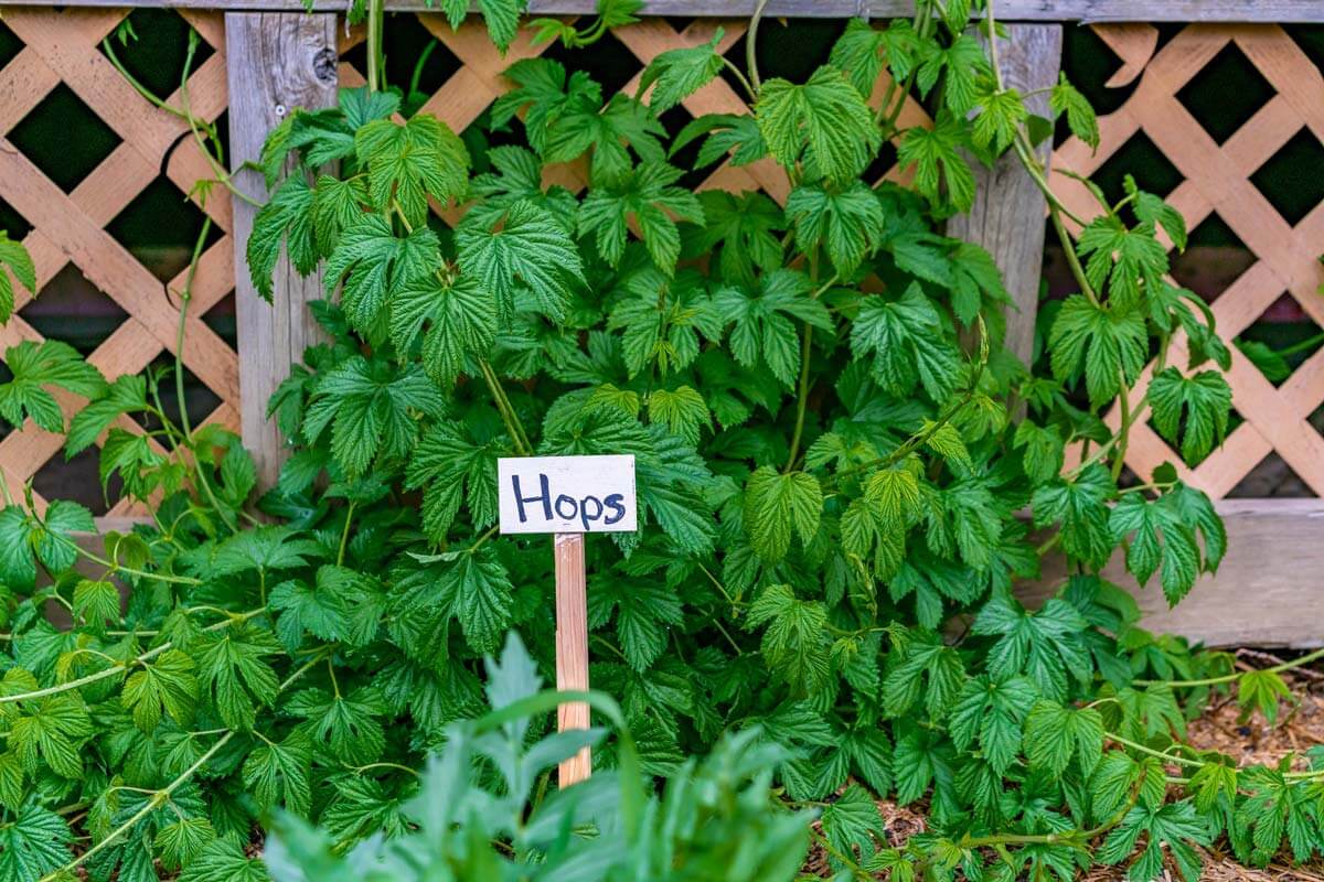 Growing Hops (+ Medicinal Benefits of Hops Plants) — Homesteading Family