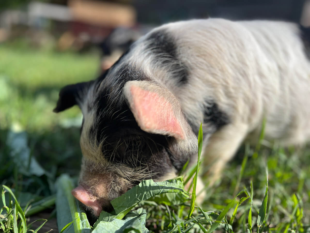 Kune Kune Pigs - The Ultimate Homestead Pig — Homesteading Family