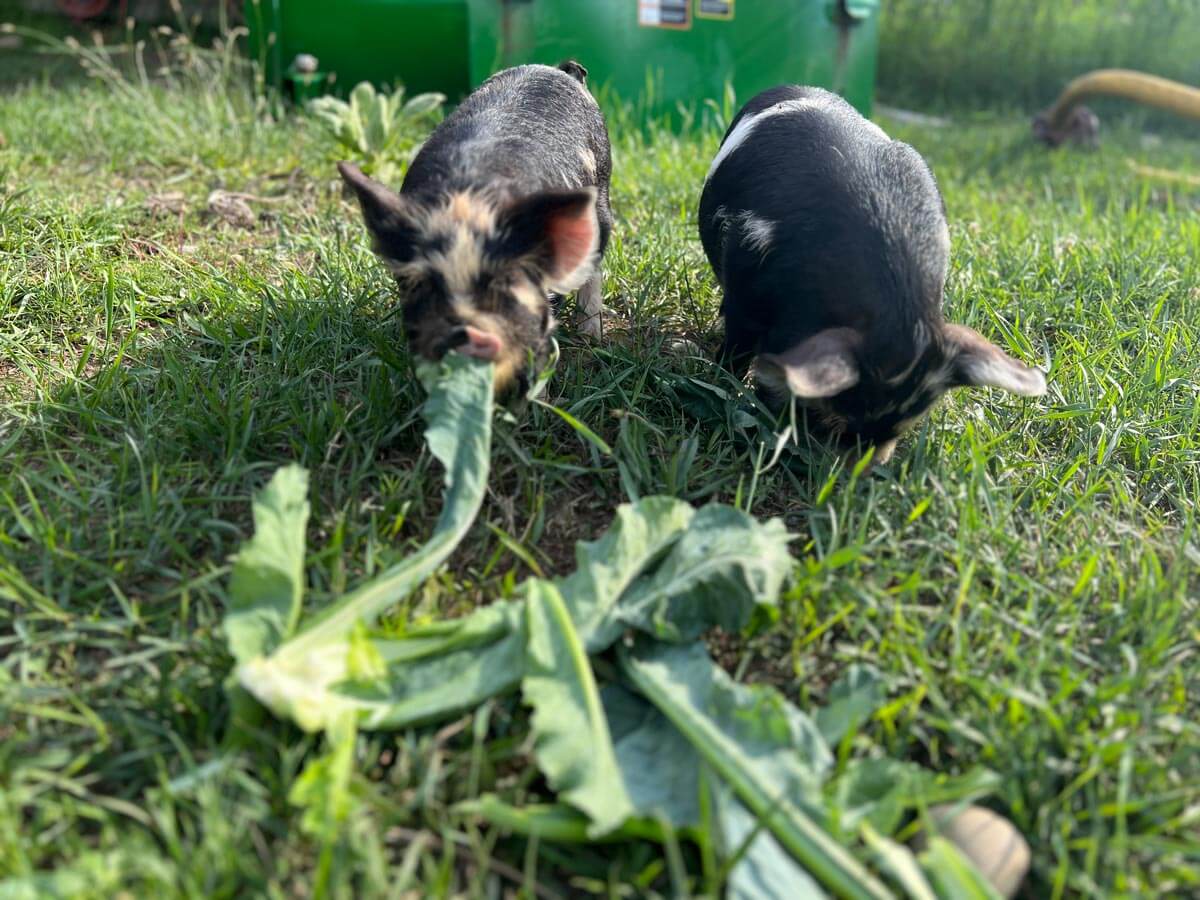 Kune Kune Pigs - The Ultimate Homestead Pig — Homesteading Family