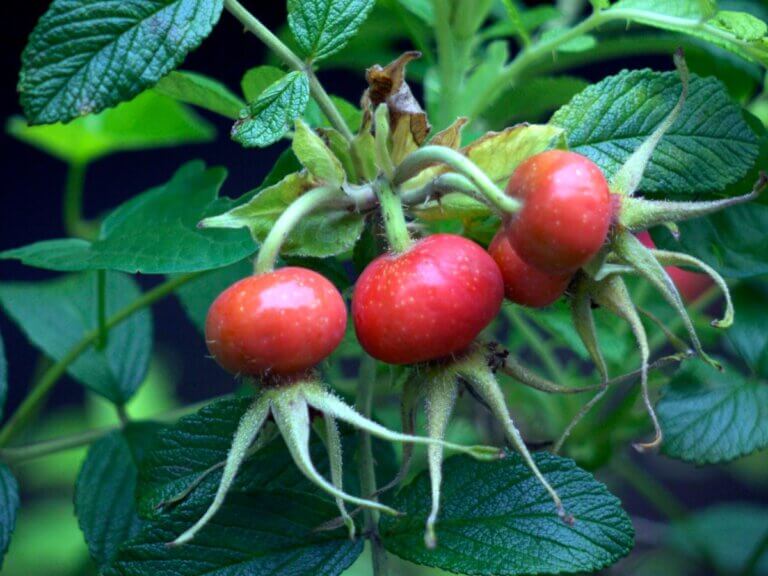 Planting Roses (+ Medicinal Uses for Roses)