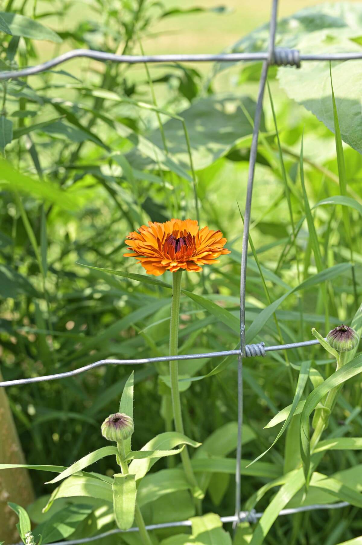 Growing Calendula Flowers (Plant, Harvest, Preserve) — Homesteading Family