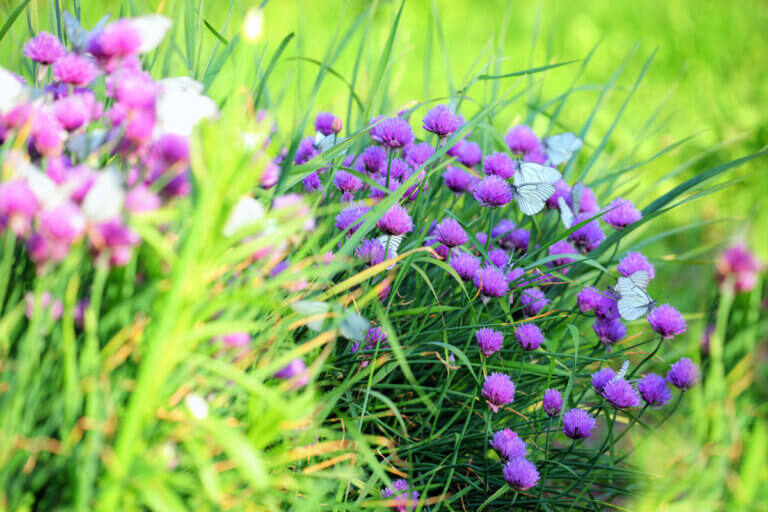 How to Grow Chives (Plant, Harvest, Preserve) — Homesteading Family