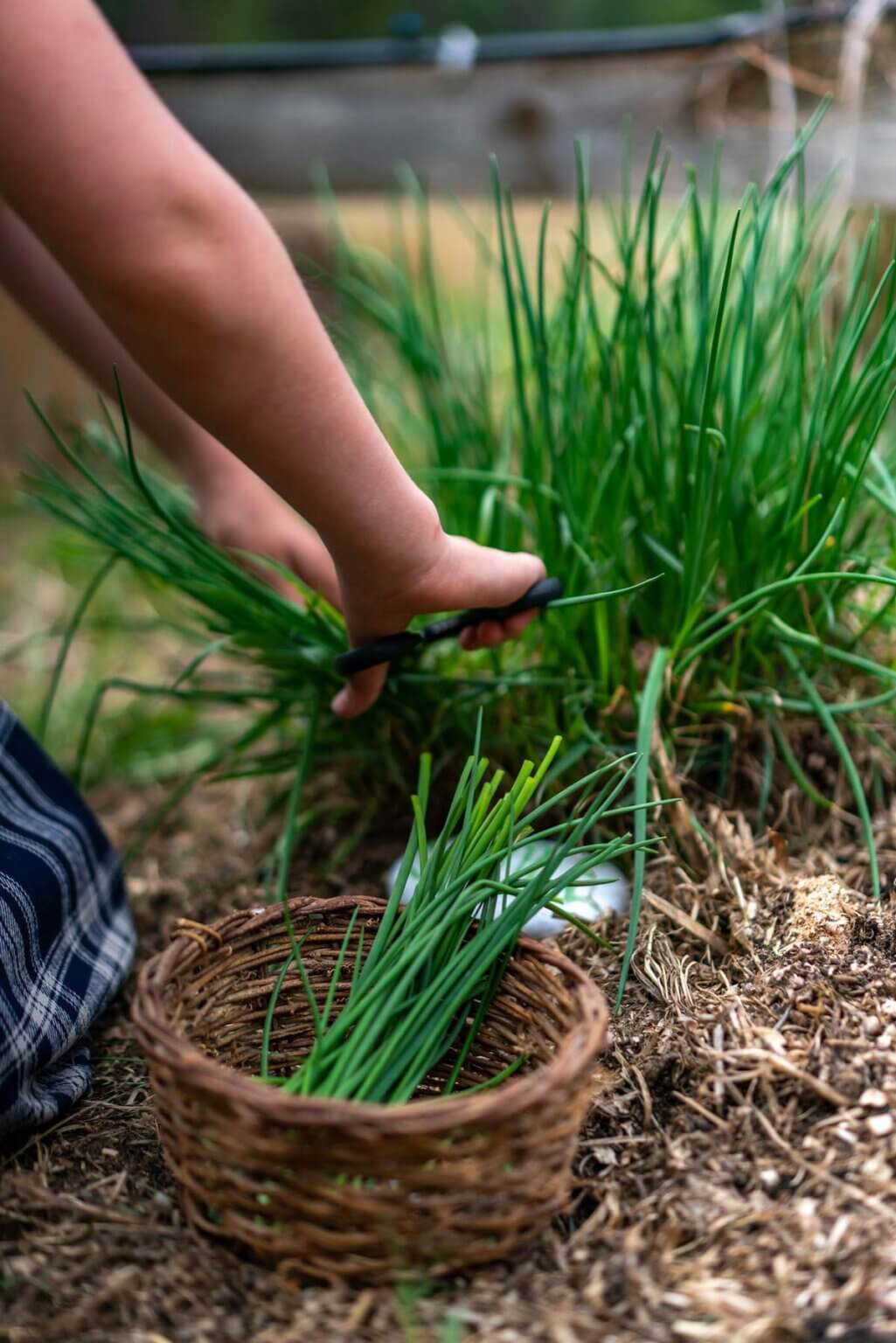 How to Grow Chives (Plant, Harvest, Preserve) — Homesteading Family