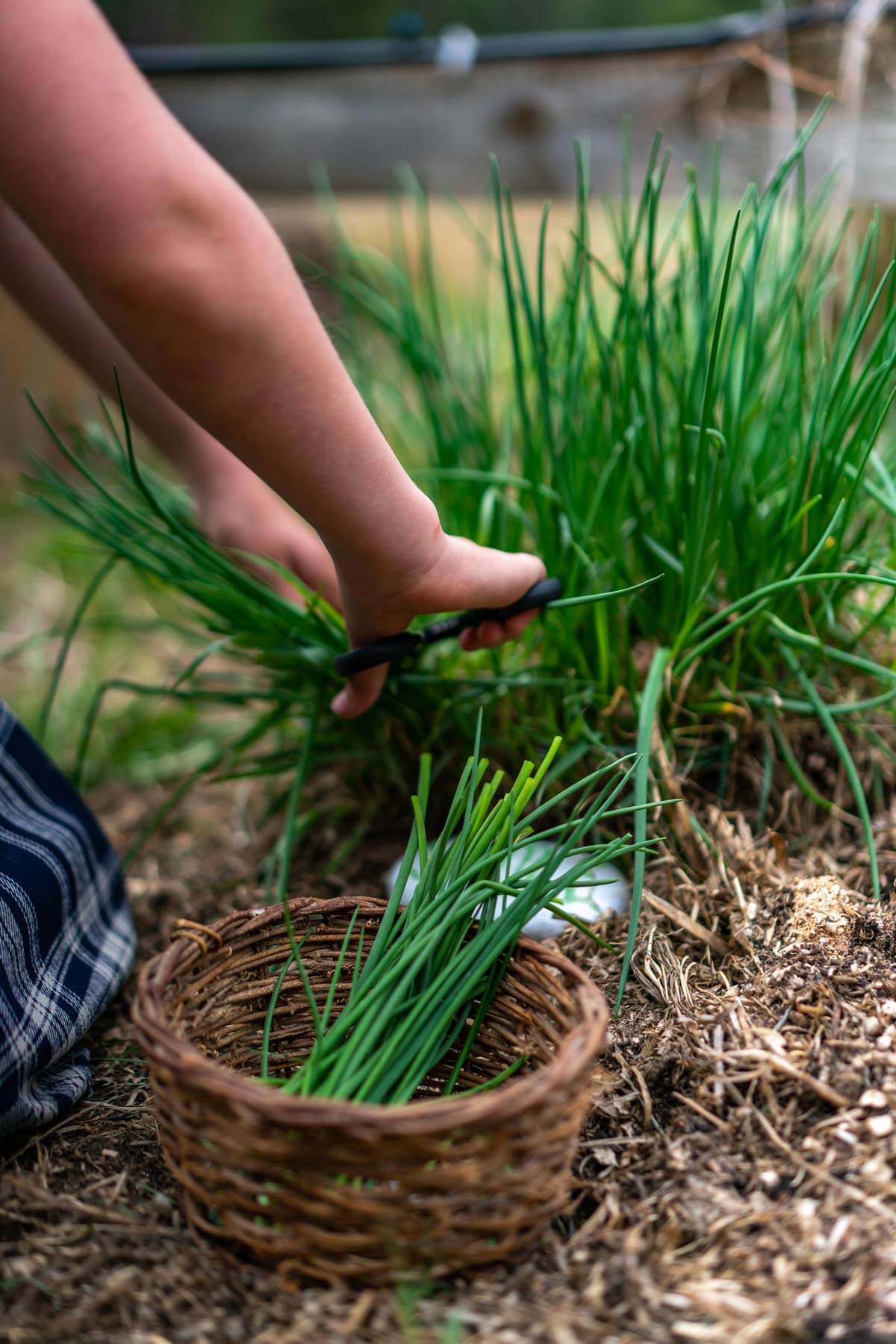 How to Grow Chives (Plant, Harvest, Preserve) — Homesteading Family
