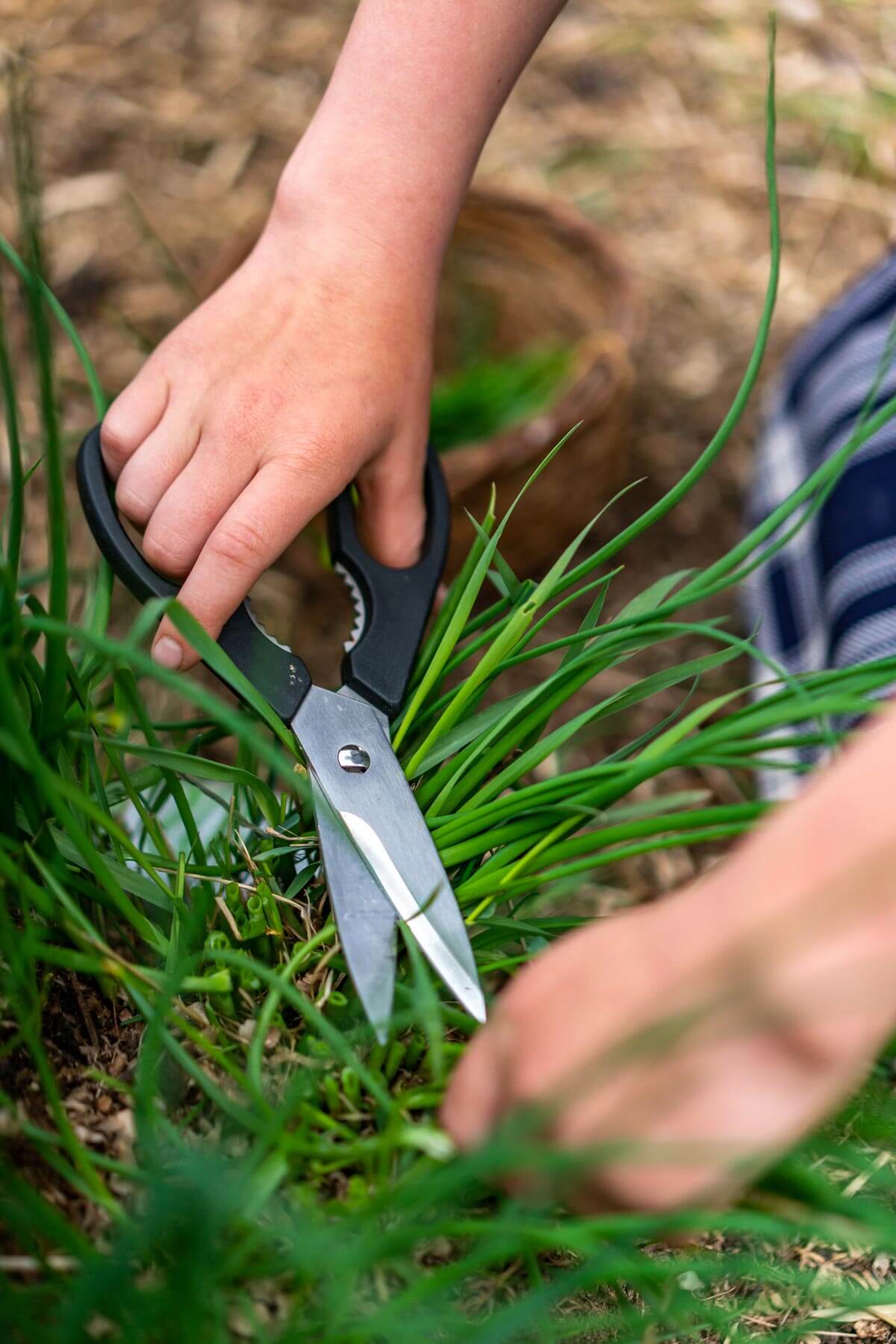 How to Grow Chives (Plant, Harvest, Preserve) — Homesteading Family