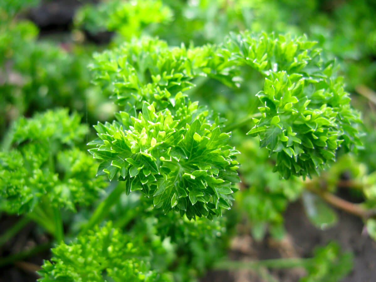How to Grow Parsley (Plant, Harvest, Preserve) — Homesteading Family