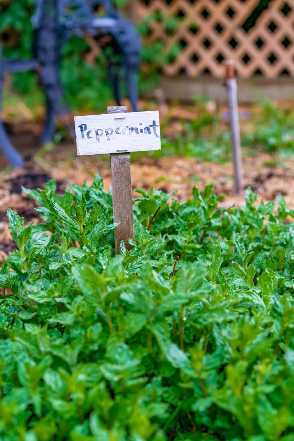 How to Grow Peppermint Plant (Plant, Harvest, Preserve) — Homesteading ...