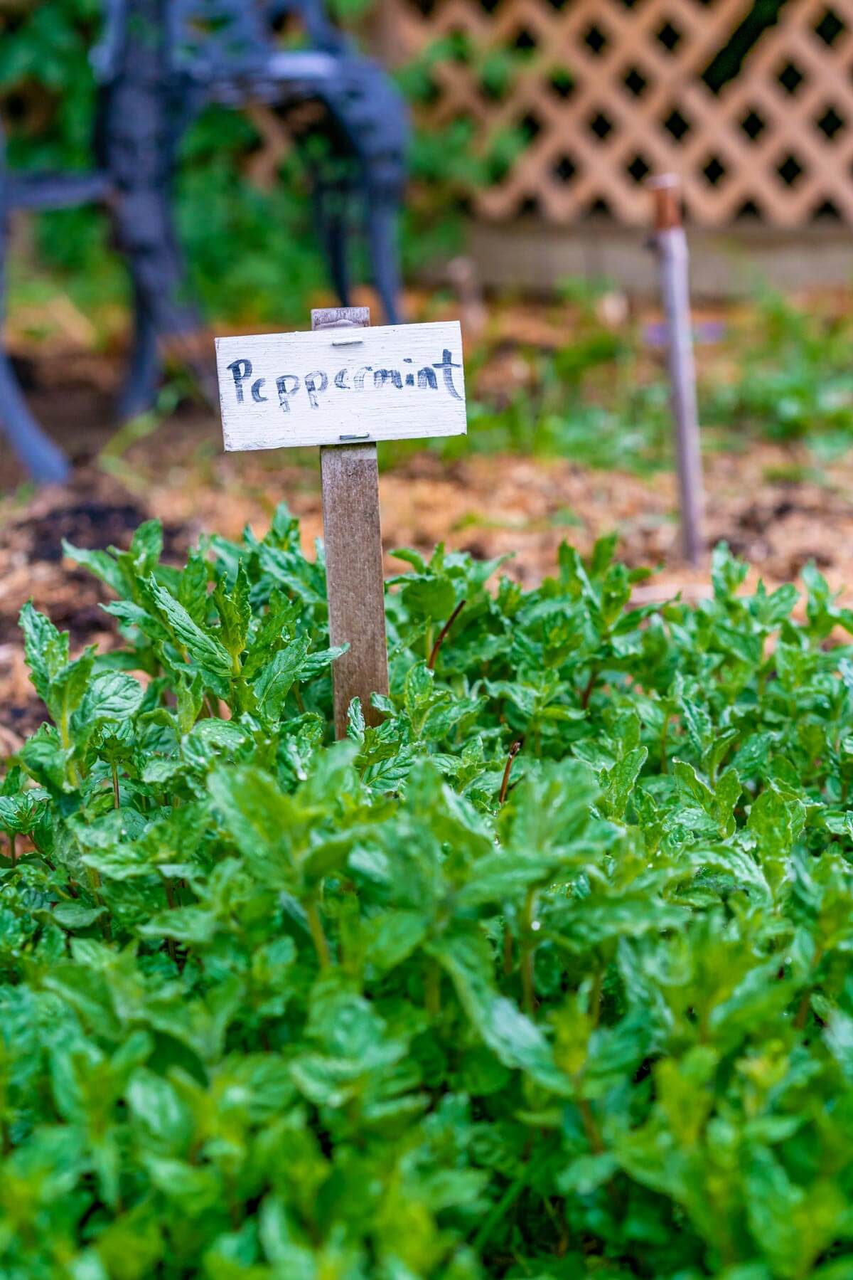 How To Grow Peppermint Plant Plant Harvest Preserve Homesteading