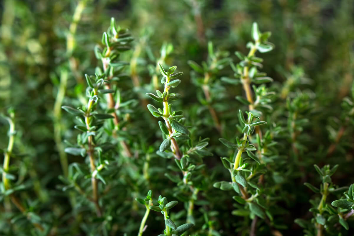 Growing Thyme (Plant, Harvest, Preserve) — Homesteading Family
