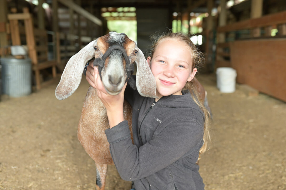 Dairy Animals for the Homestead — Homesteading Family