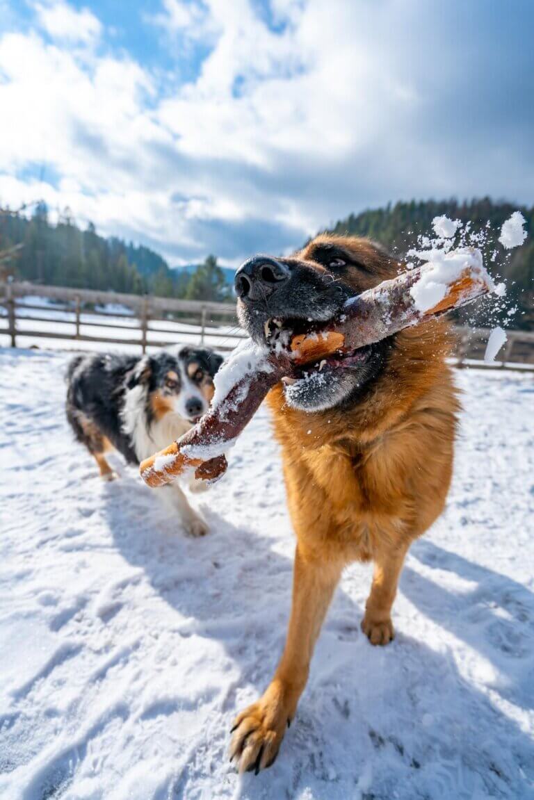 Freeze Dried Dog Food — Homesteading Family Freeze Dried Dog Food — Homesteading Family