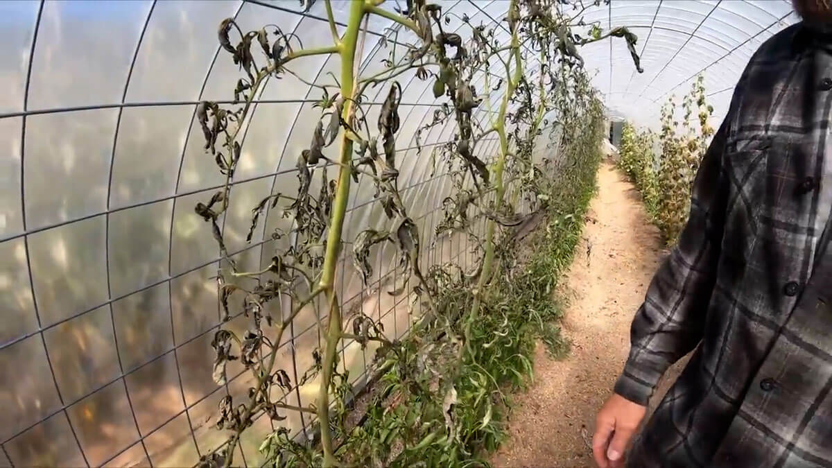 How to Protect a Garden From Frost — Homesteading Family